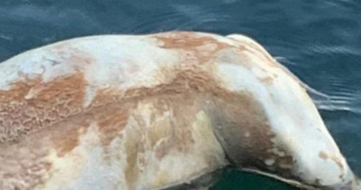 Senza parole! Trovato un cane senza vita nel lago, al collo aveva una ...