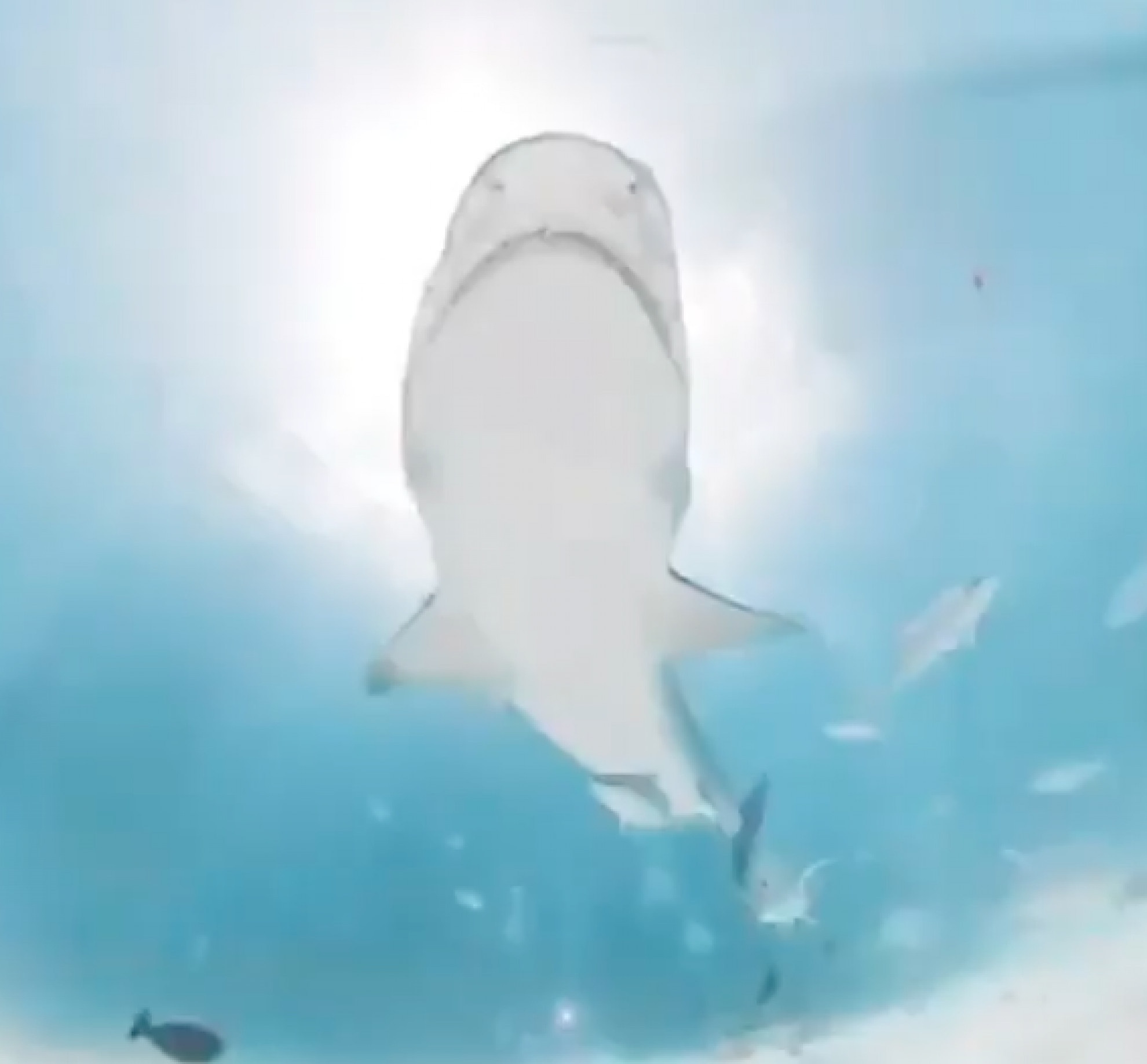 Uno squalo ingoia l’action cam e poi la sputa: il filmato incredibile ...