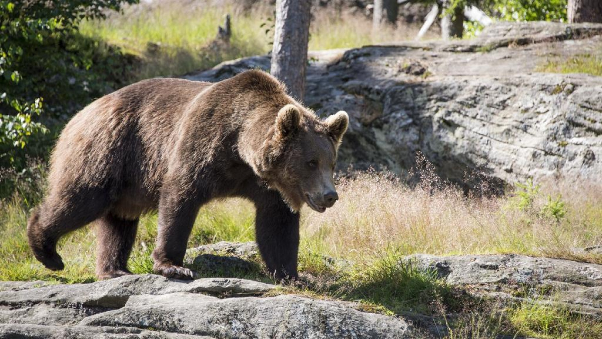 M29 si è svegliato dal letargo. "No al turismo dell'orso" - Ticinolibero