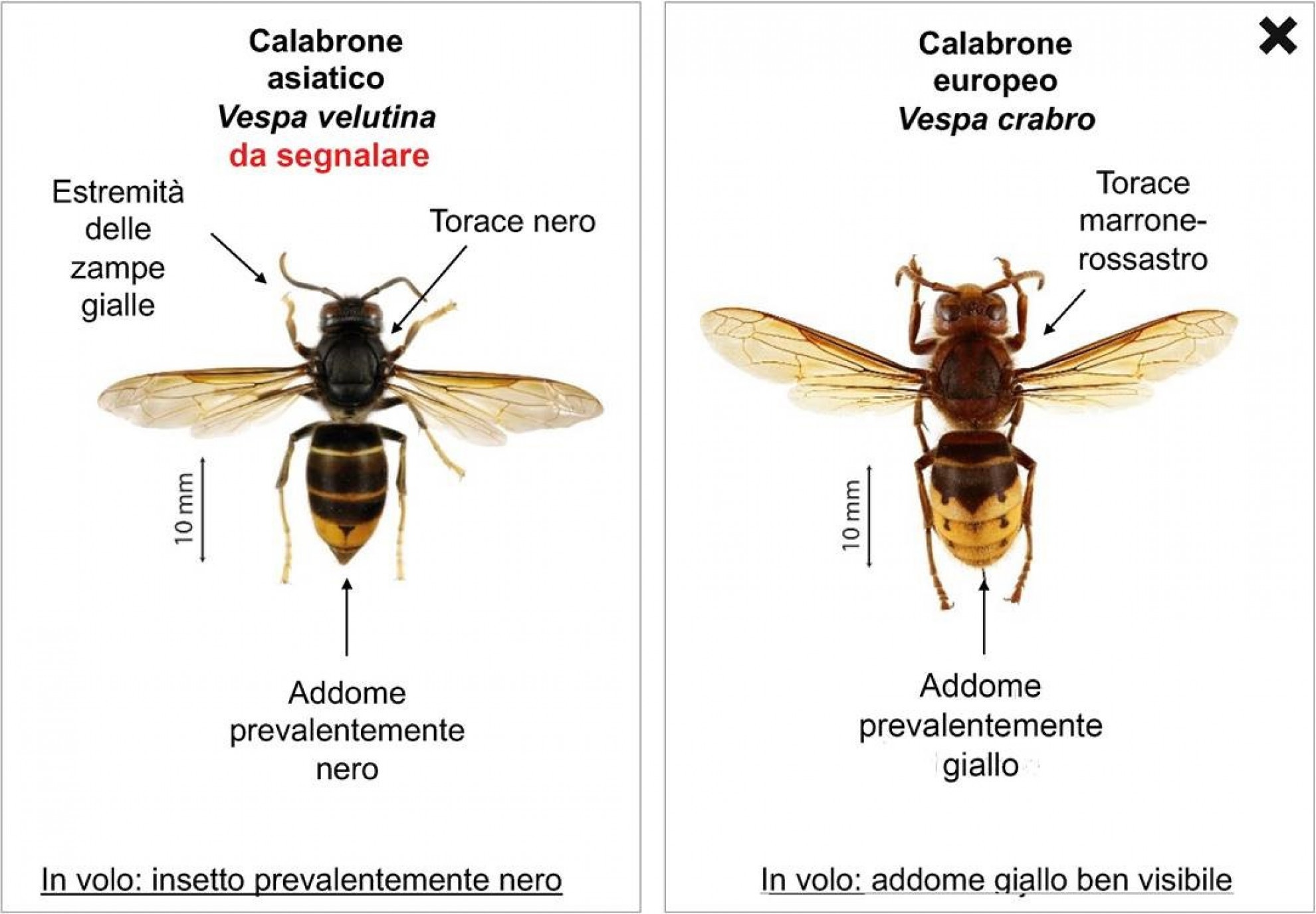 Il calabrone asiatico si sta diffondendo in Svizzera - Ticinolibero