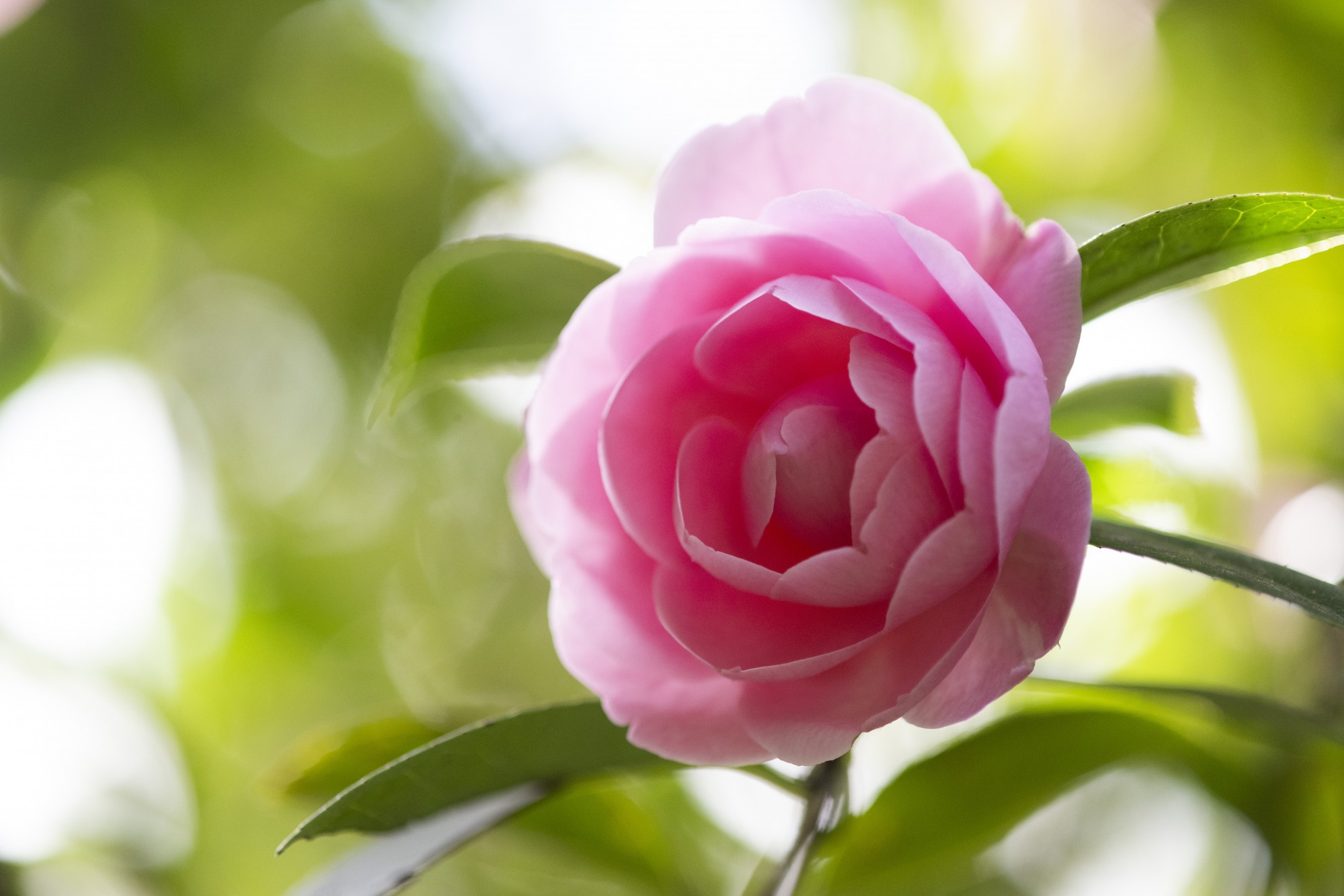 Il trionfo delle Camelie a Locarno: un appuntamento imperdibile per gli ...